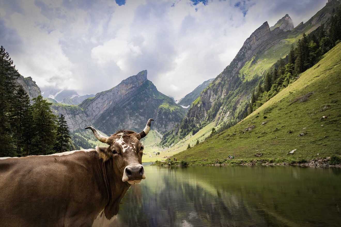 VACA SUIZA – ChilePoster.cl